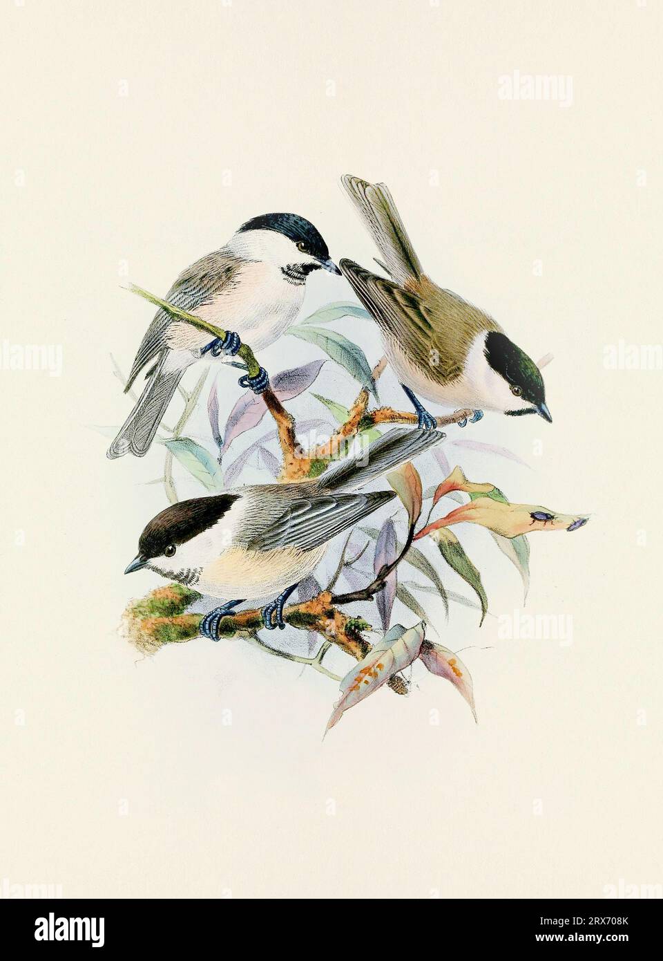 A beautiful digital artwork of classic birds. Vintage-style bird ...