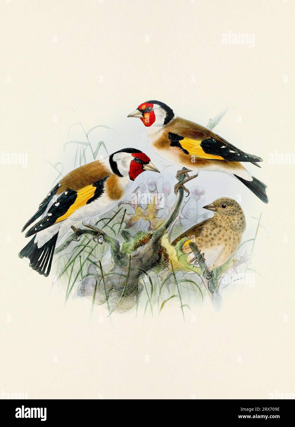 A beautiful digital artwork of classic birds. Vintage-style bird ...