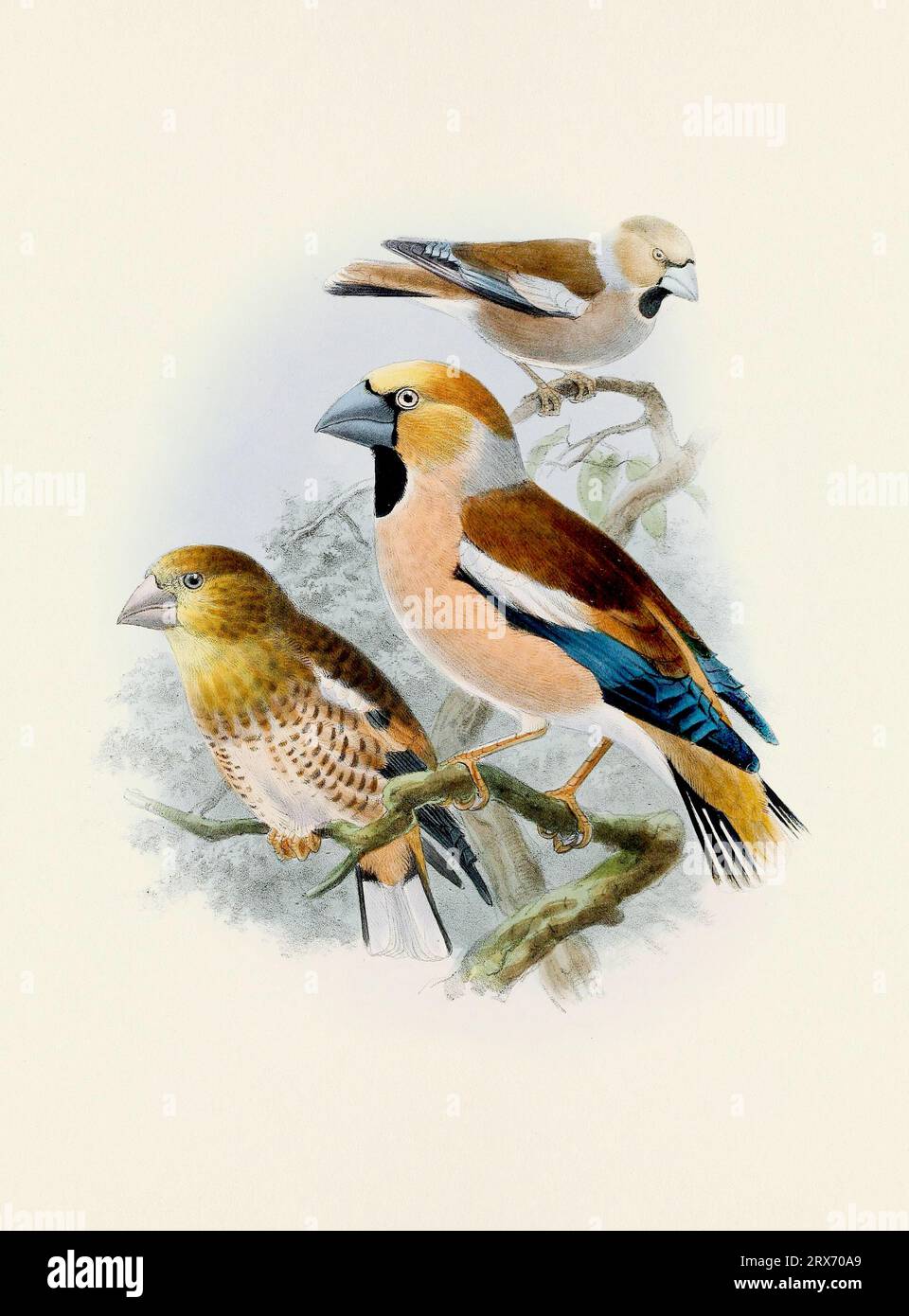 A beautiful digital artwork of classic birds. Vintage-style bird ...