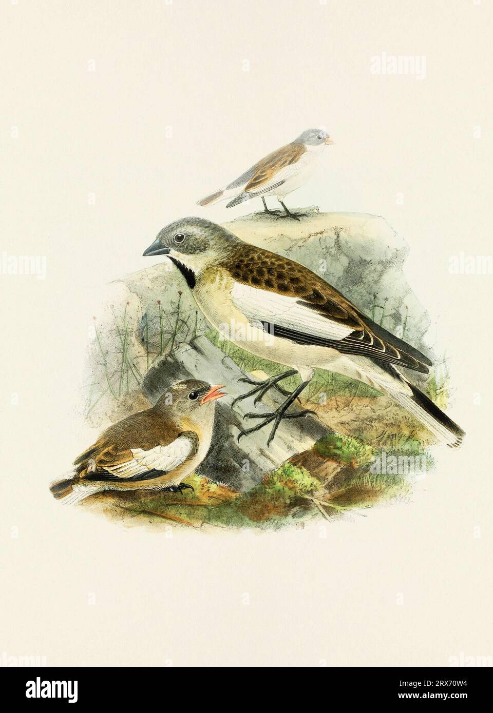Classic avian drawings hi-res stock photography and images - Alamy