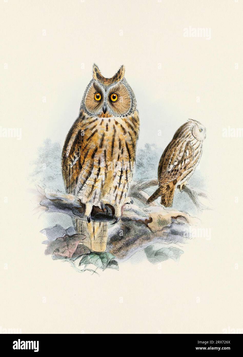 Owl illustration. A beautiful digital artwork of classic birds. Vintage ...