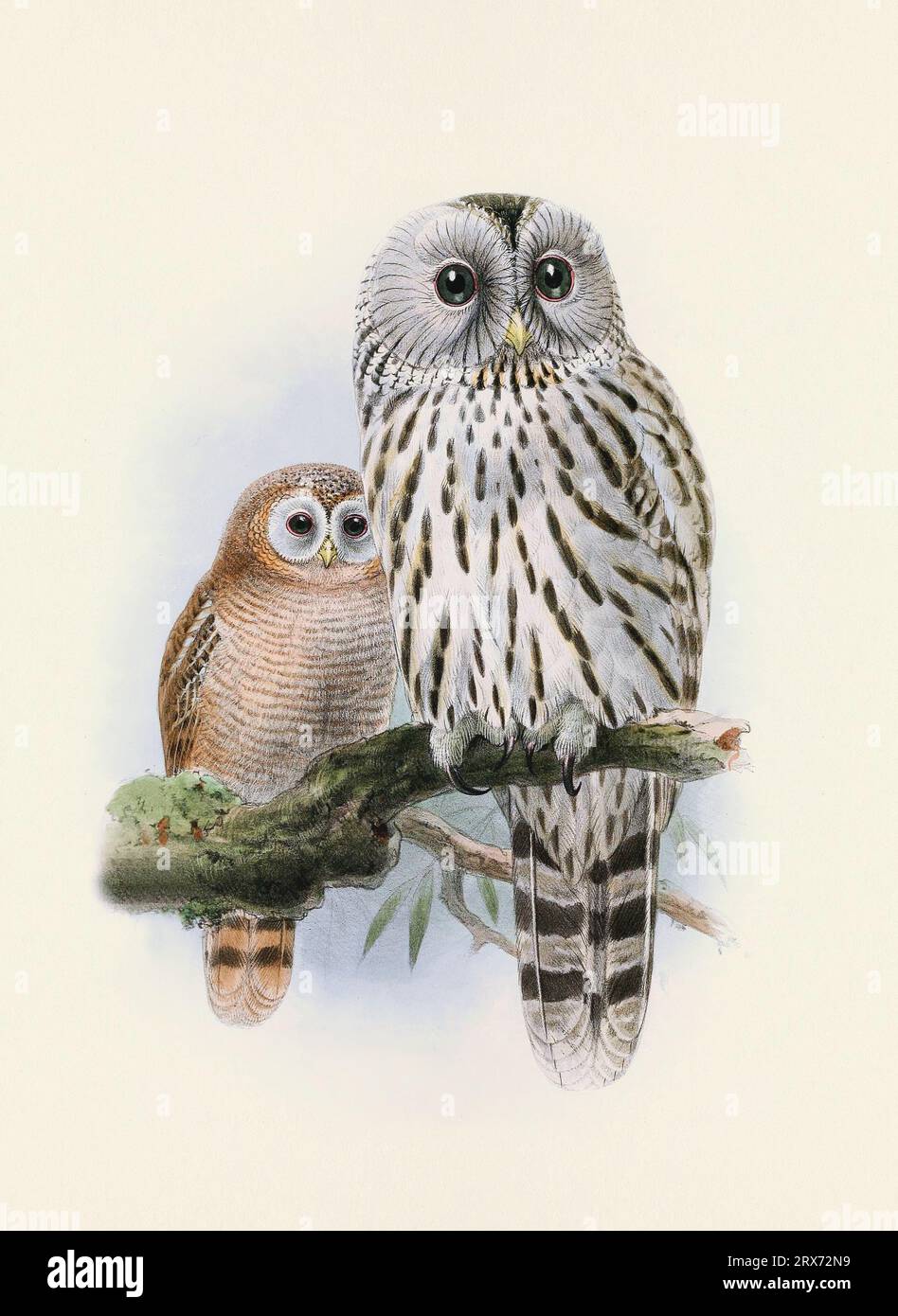 Owl illustration. A beautiful digital artwork of classic birds. Vintage ...