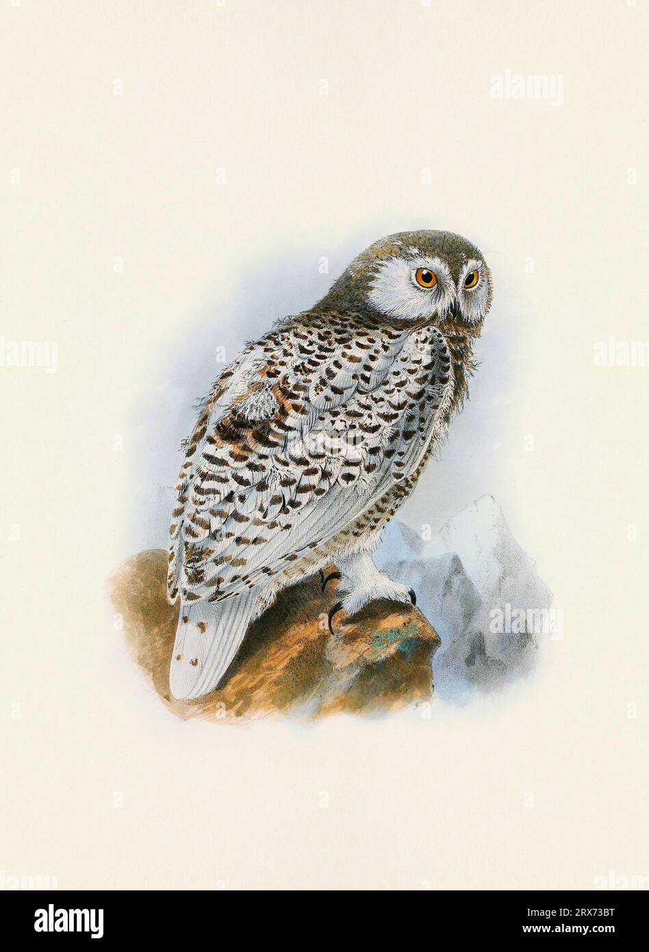 Vintage owl illustrations hi-res stock photography and images - Alamy