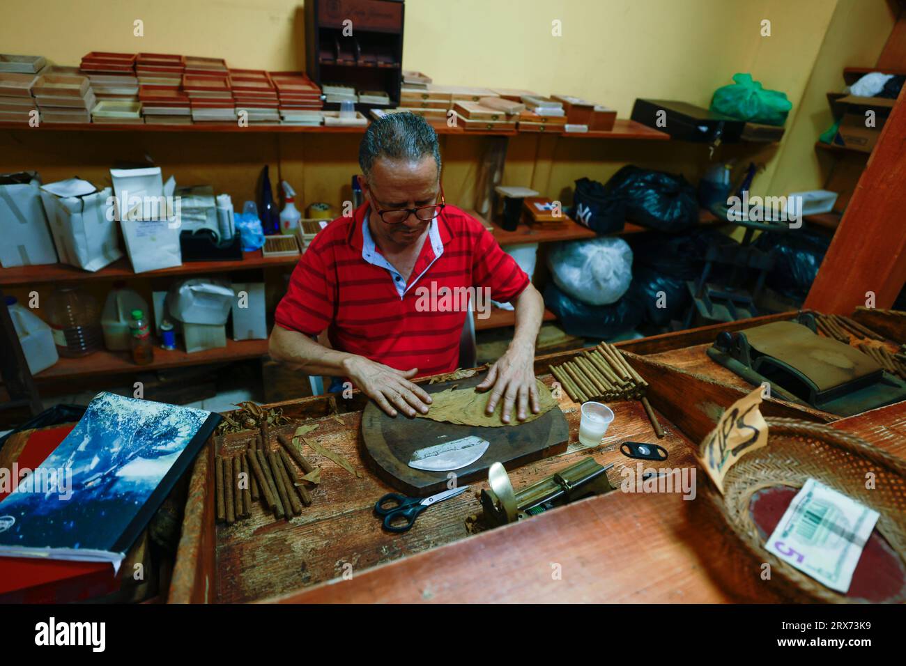 Process of making traditional cigars from tobacco leaves with hands ...