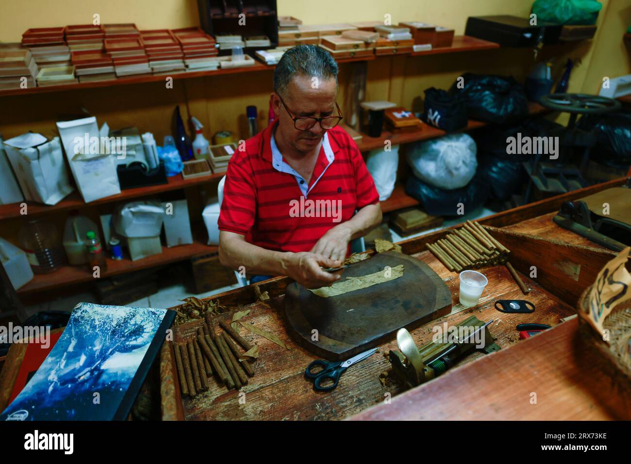 Process of making traditional cigars from tobacco leaves with hands ...