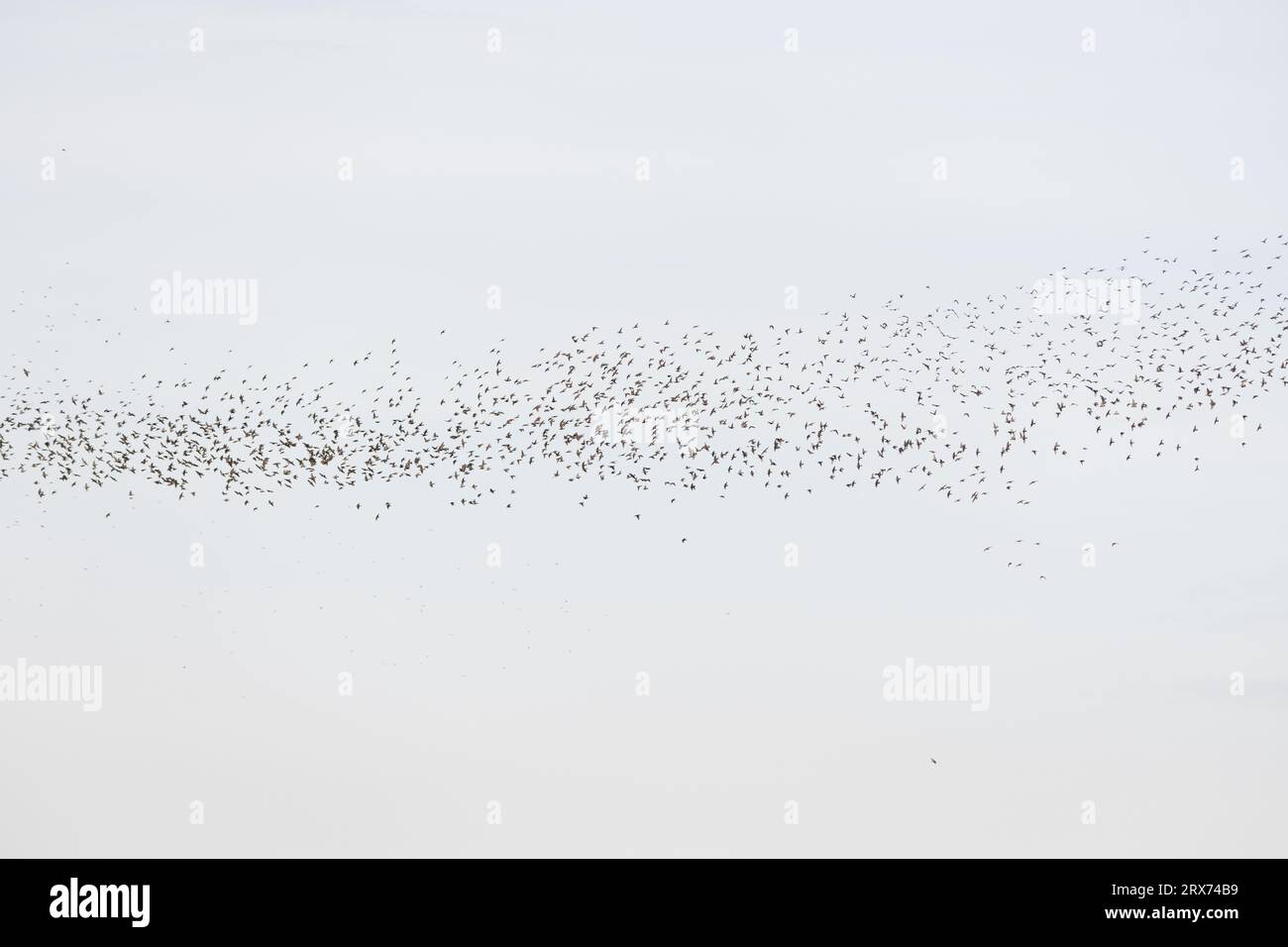 Common starlings (Sturnus vulgaris) flying together, in perfect ...