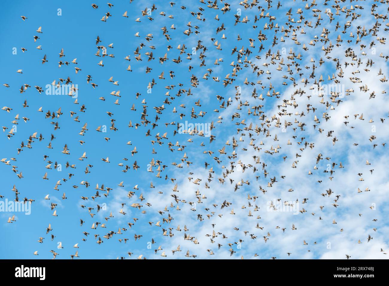 Common starlings (Sturnus vulgaris) flying together, in perfect ...