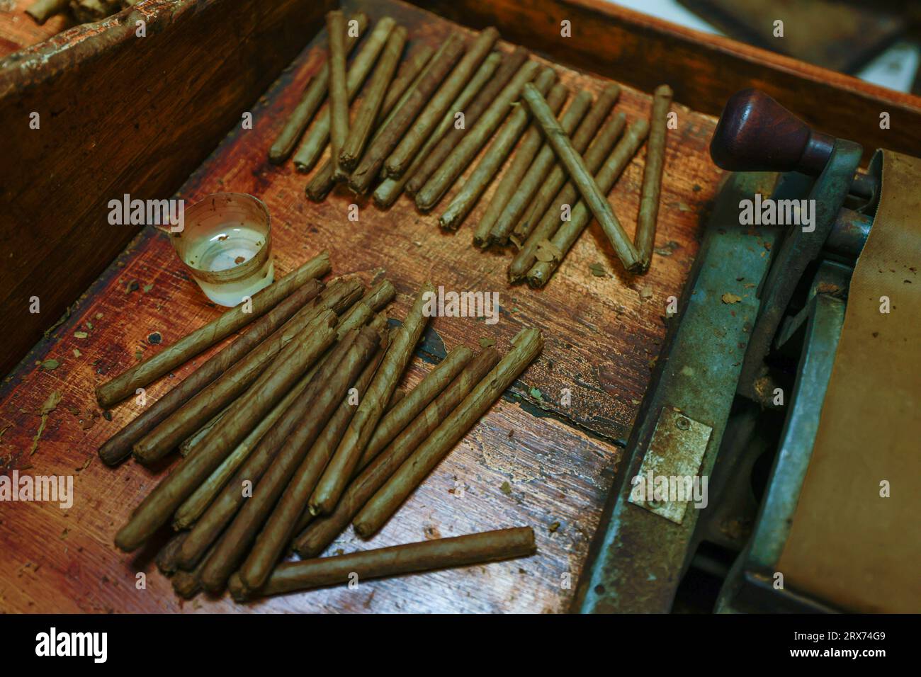 Close up of dried tobacco leaves and fresh hand rolled premium cuban ...