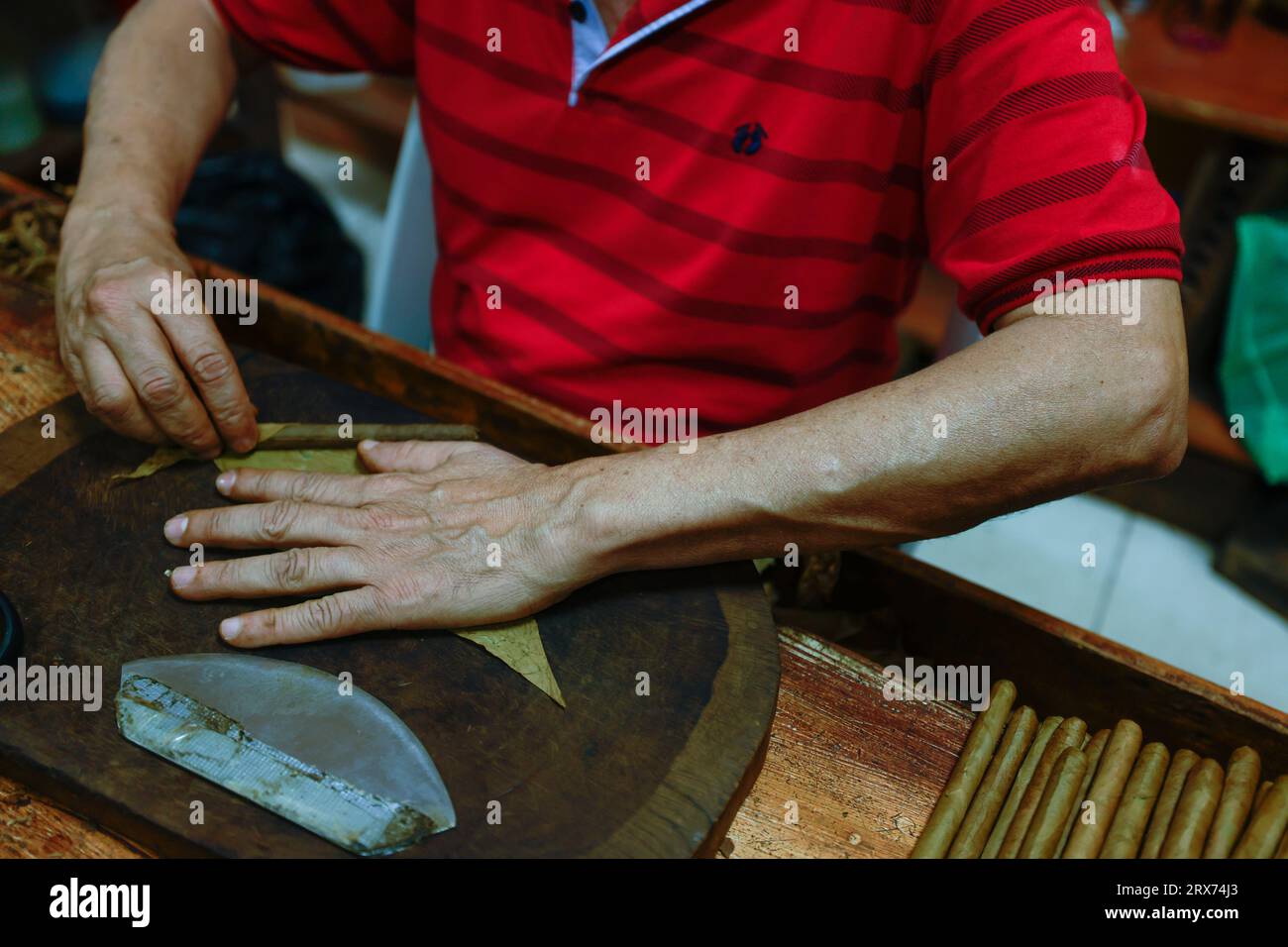 Process of making traditional cigars from tobacco leaves with hands ...