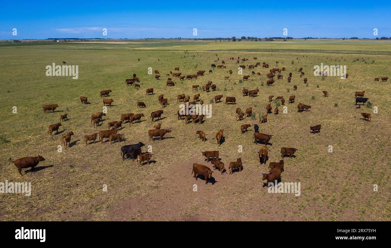 Cattle herd in the Argentine Countryside, La Pampa Province, Patagonia ...