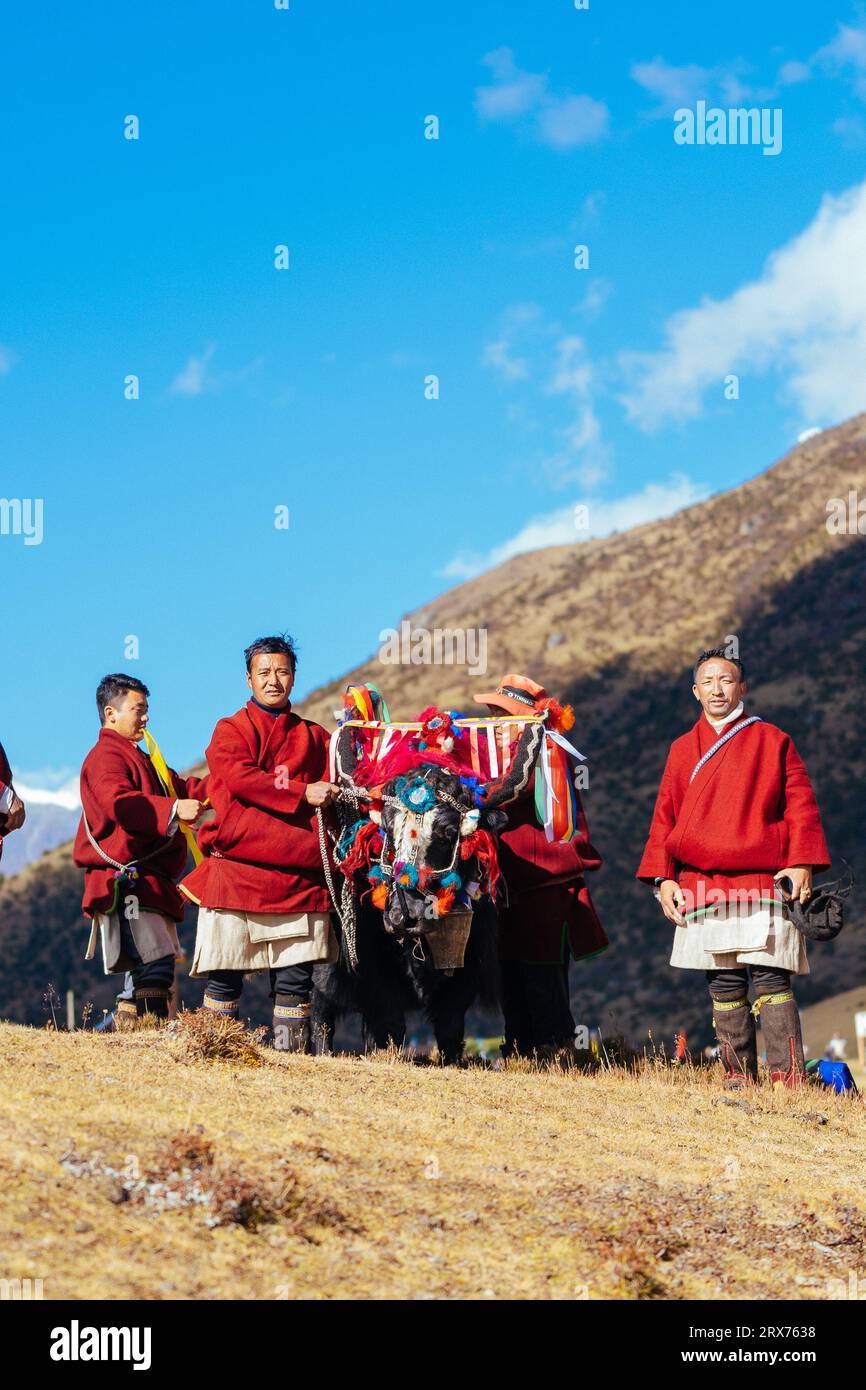 Yak decorated for festival hi-res stock photography and images - Alamy