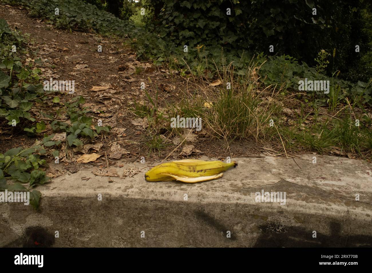 Banana peels, biodegradable waste, eco friendly, banana skin Stock ...