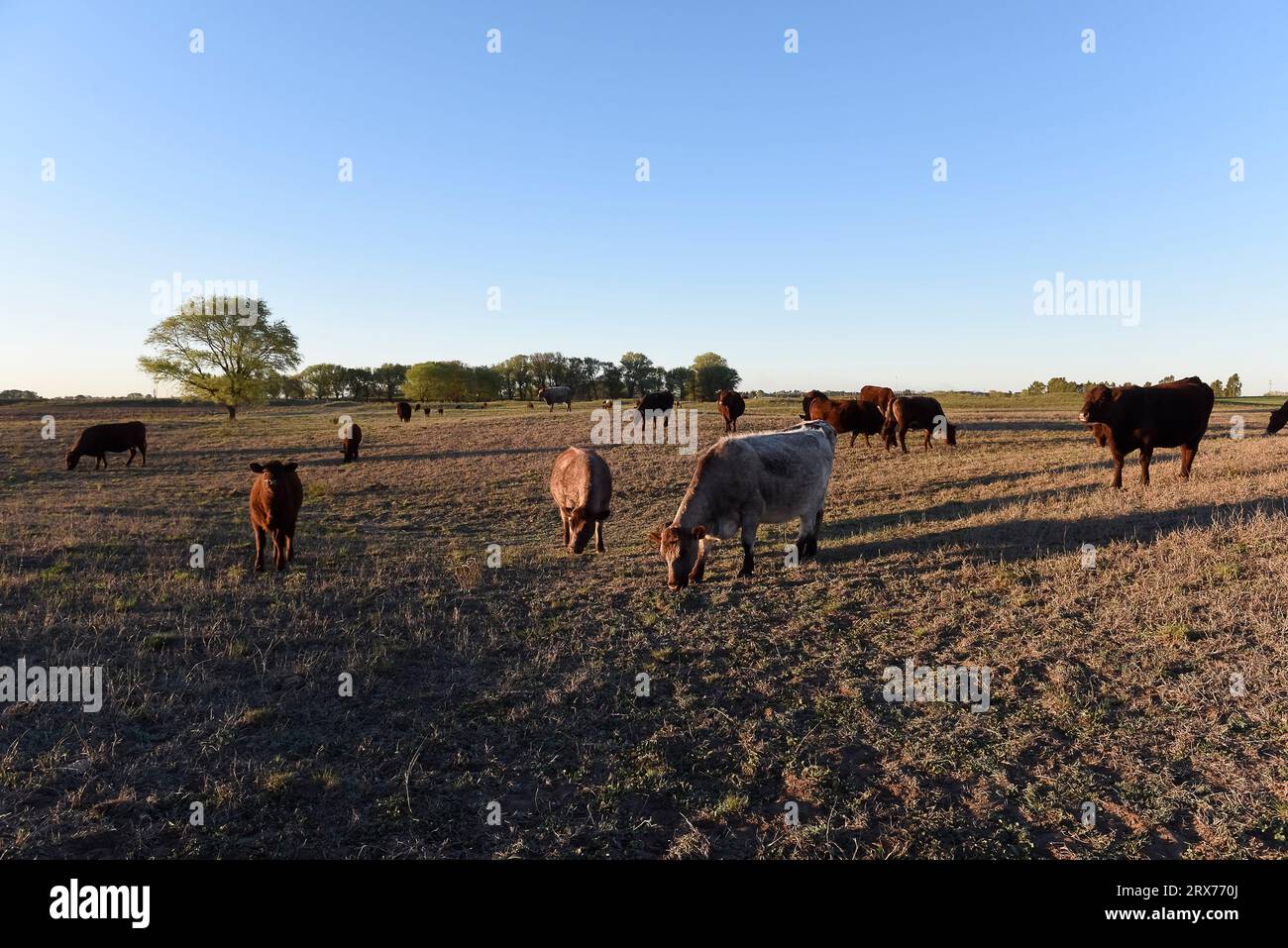 Cattle in Argentine countryside, La Pampa Province, Patagonia ...