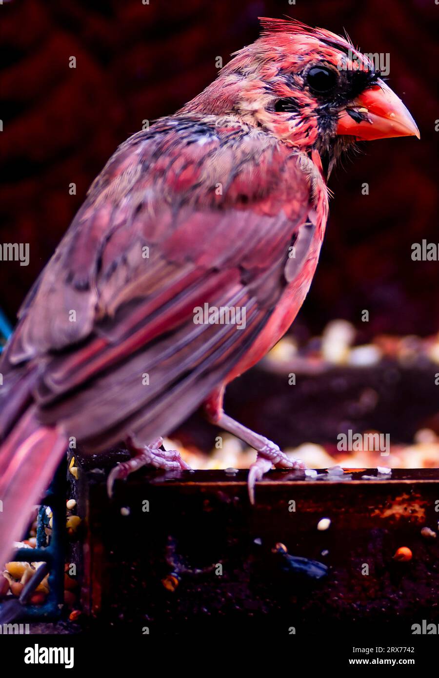 A wet Northern Cardinal on the backyard deck Stock Photo - Alamy