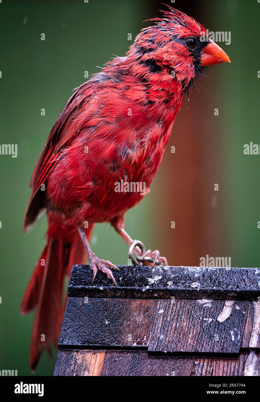 A wet Northern Cardinal on the backyard deck Stock Photo - Alamy
