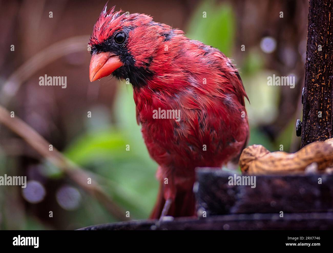 A wet Northern Cardinal on the backyard deck Stock Photo - Alamy