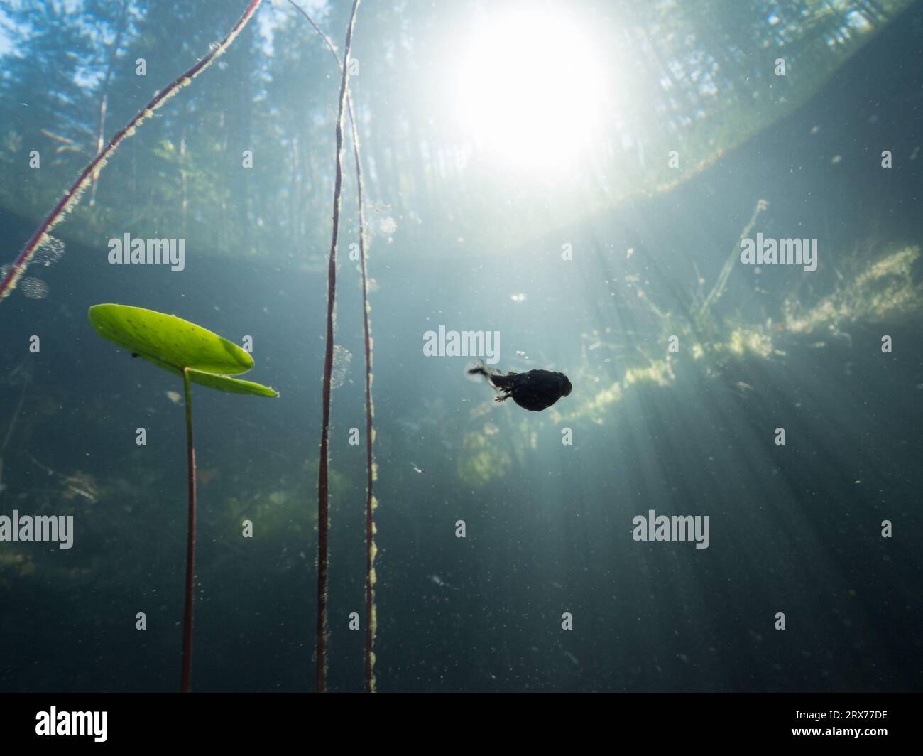 Frog tadpole swimming underwater at lake shore Stock Photo - Alamy