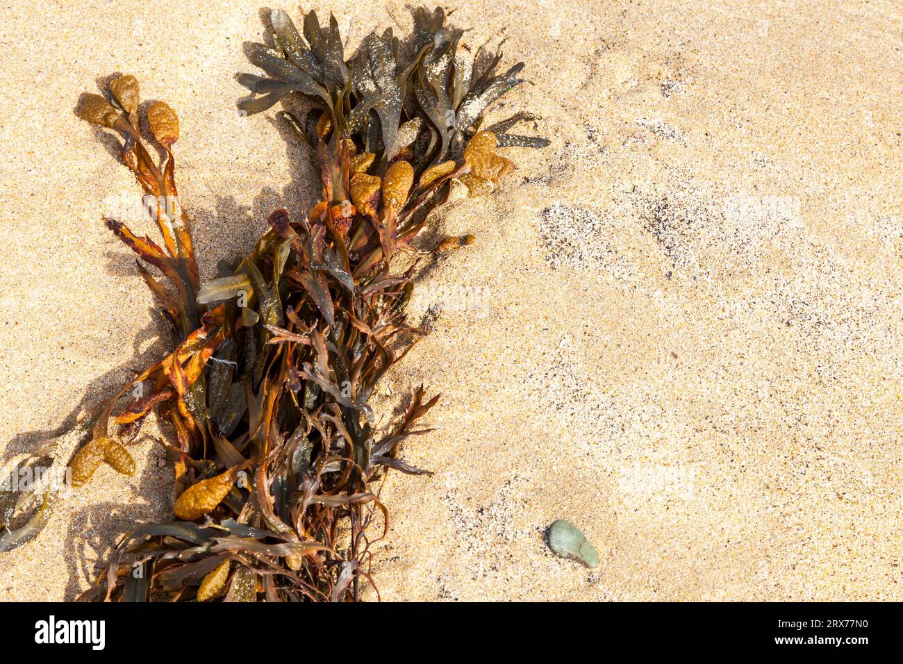 Seaweed on beach atlantic hi-res stock photography and images - Alamy