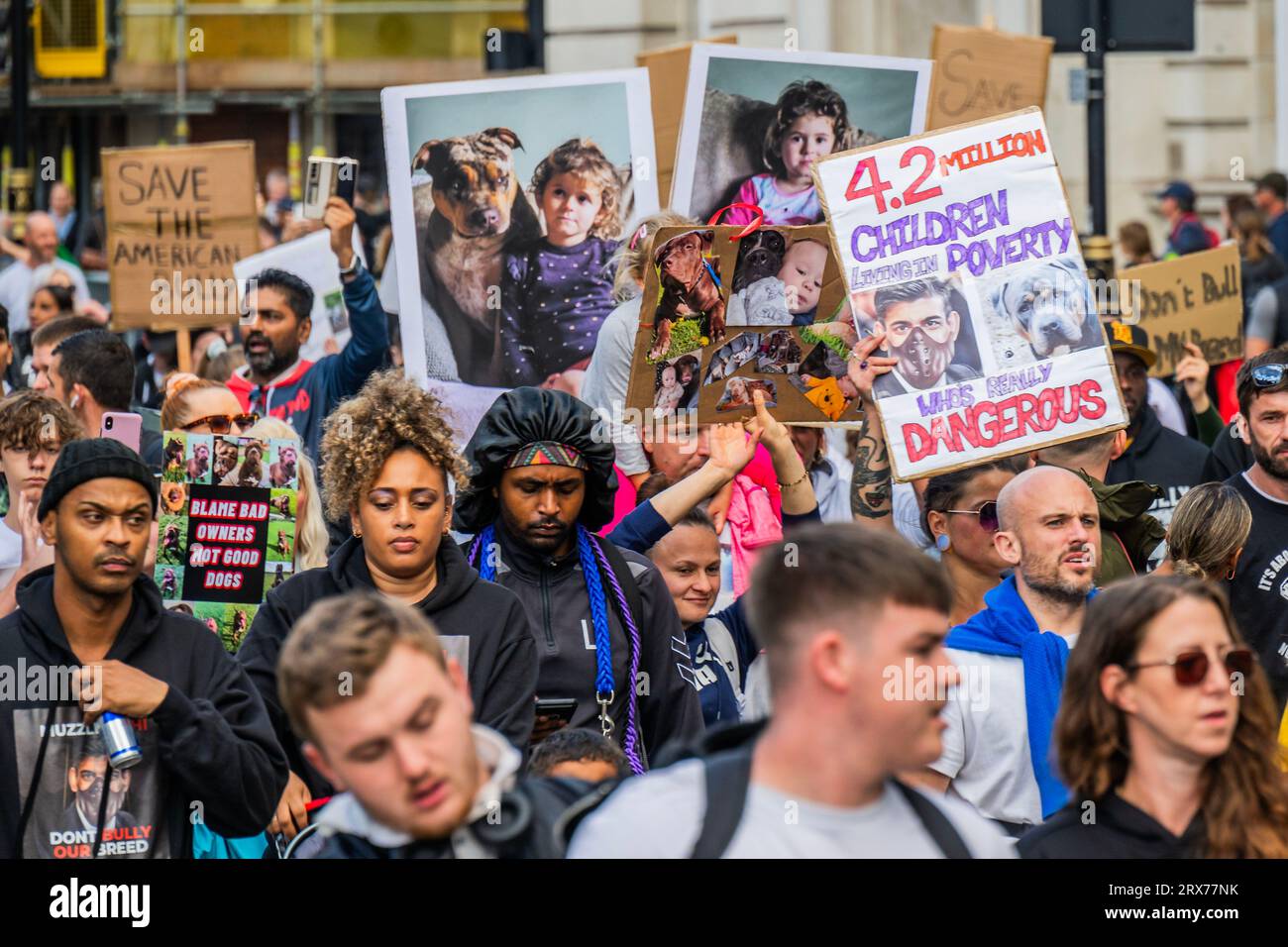 Xl bully dogs hi-res stock photography and images - Alamy