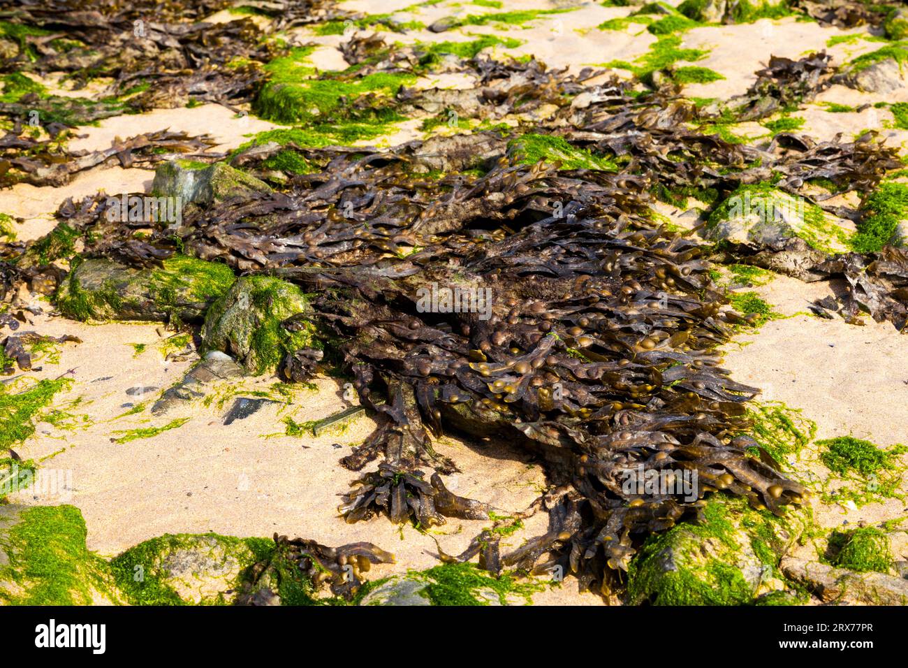 Seaside seaweed shore weed hi-res stock photography and images - Alamy