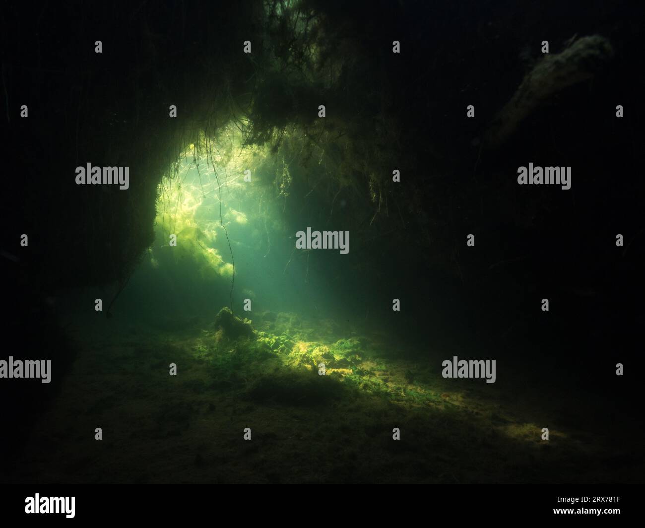 Underwater view of light entering in darkness under floating peat layer ...