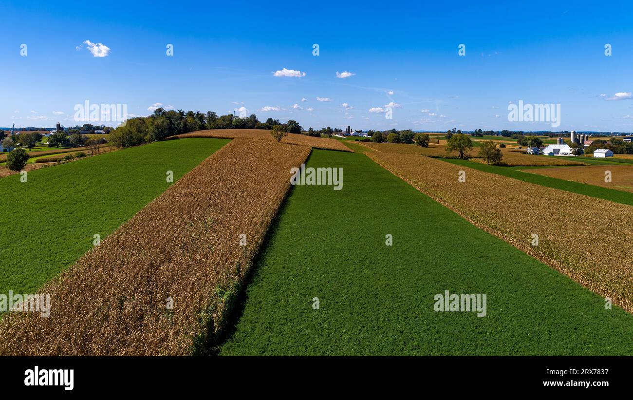 An Aerial View of Corn Fields Ready for Harvesting, With Blue Skies and ...
