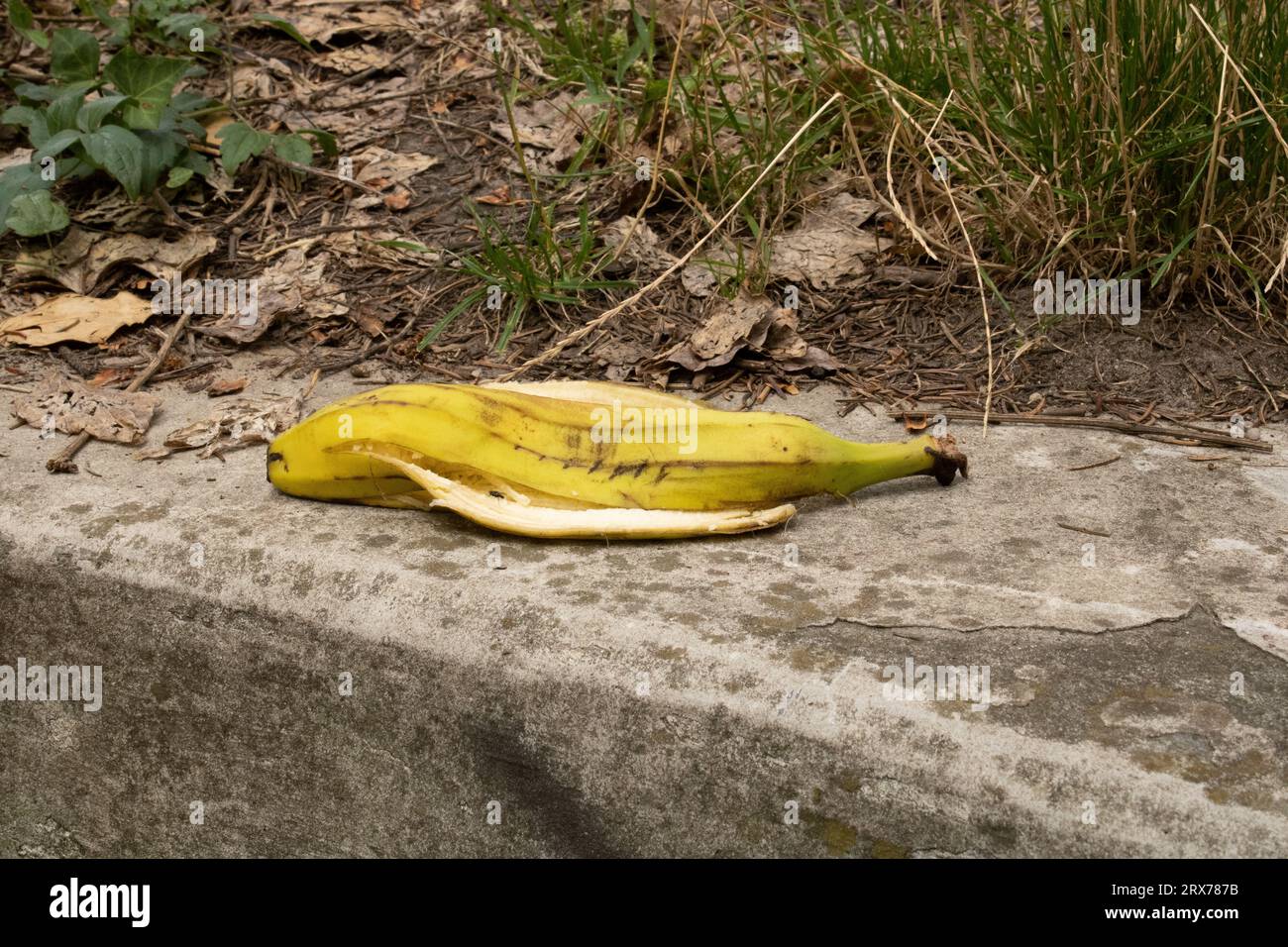 Banana peels, biodegradable waste, eco friendly, banana skin Stock ...