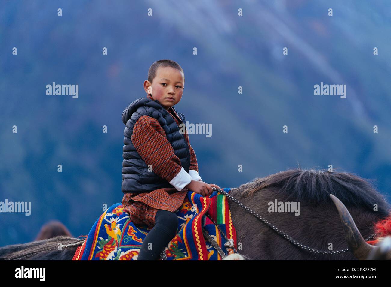 Riding on a yak Stock Photo - Alamy