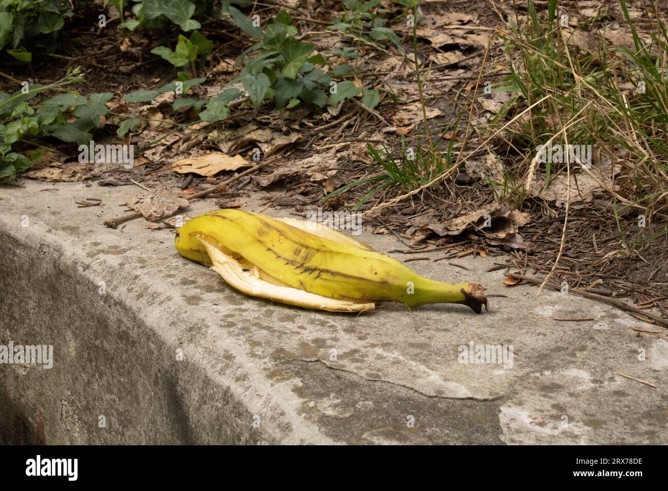 Banana peels, biodegradable waste, eco friendly, banana skin Stock ...