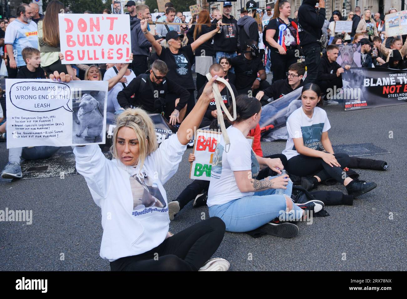 American bully xl dogs hi-res stock photography and images - Alamy