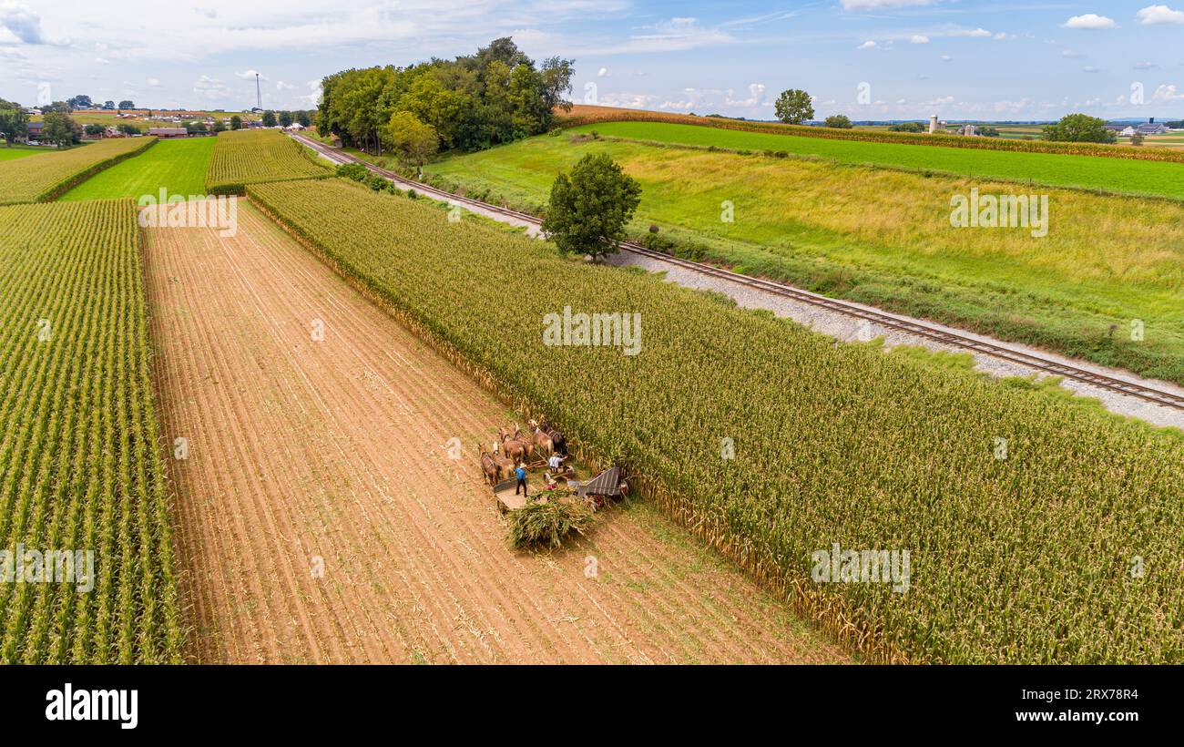 An Aerial View of Six Horses Pulling an Amish Harvesting Corn Stalk ...