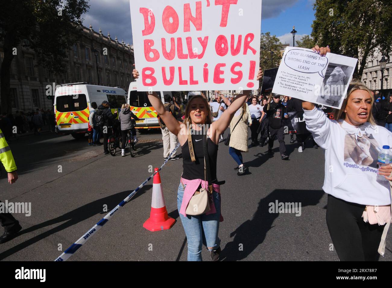 American bully xl hi-res stock photography and images - Alamy