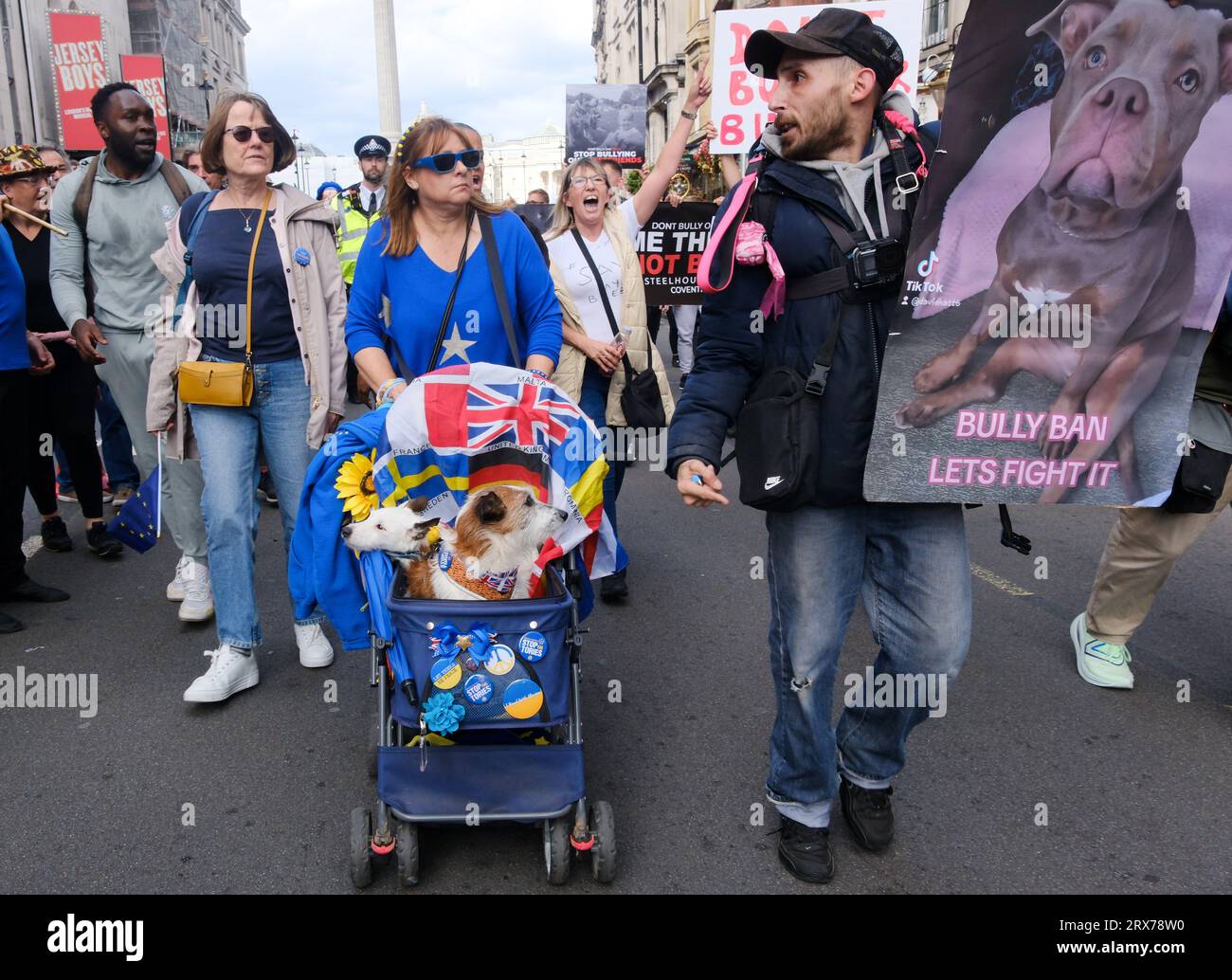 American bully xl hi-res stock photography and images - Alamy