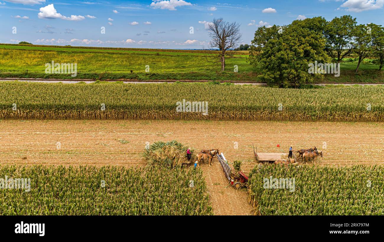 An Aerial View of Six Horses Pulling an Amish Harvesting Corn Stalk ...