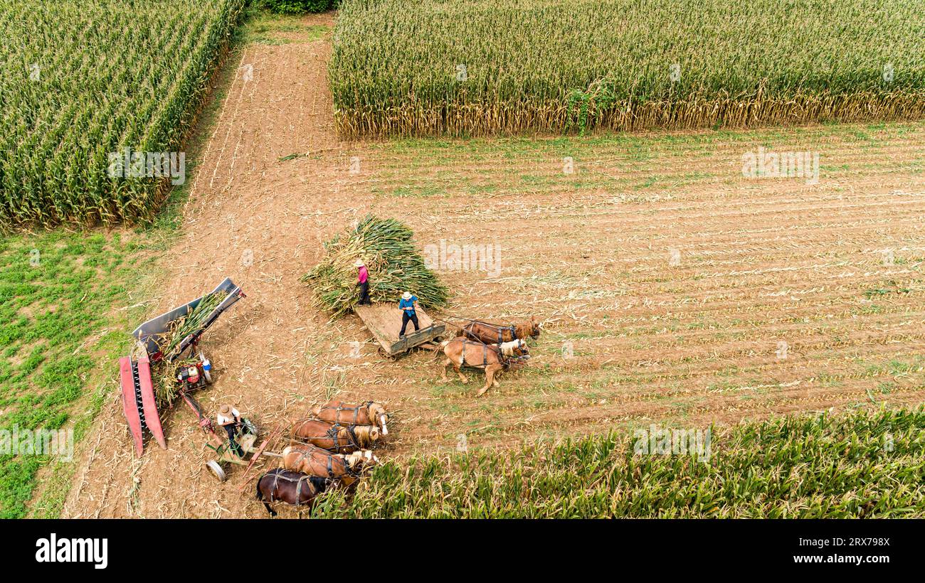 An Aerial View of Six Horses Pulling an Amish Harvesting Corn Stalk ...