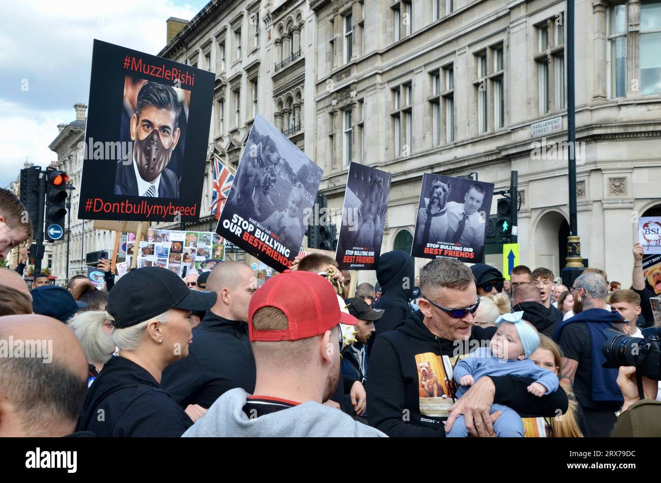 Xl bully breed hi-res stock photography and images - Alamy