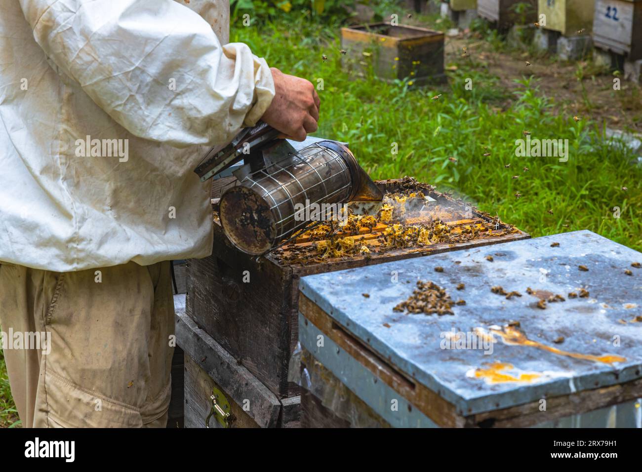 Beekeeper using a bee smoker for checking the beehive. Apiculture or ...