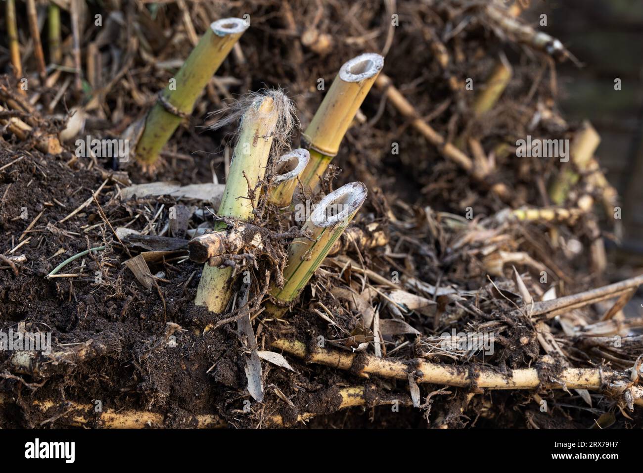 digging up the invasive bamboo from a garden in the UK Stock Photo - Alamy