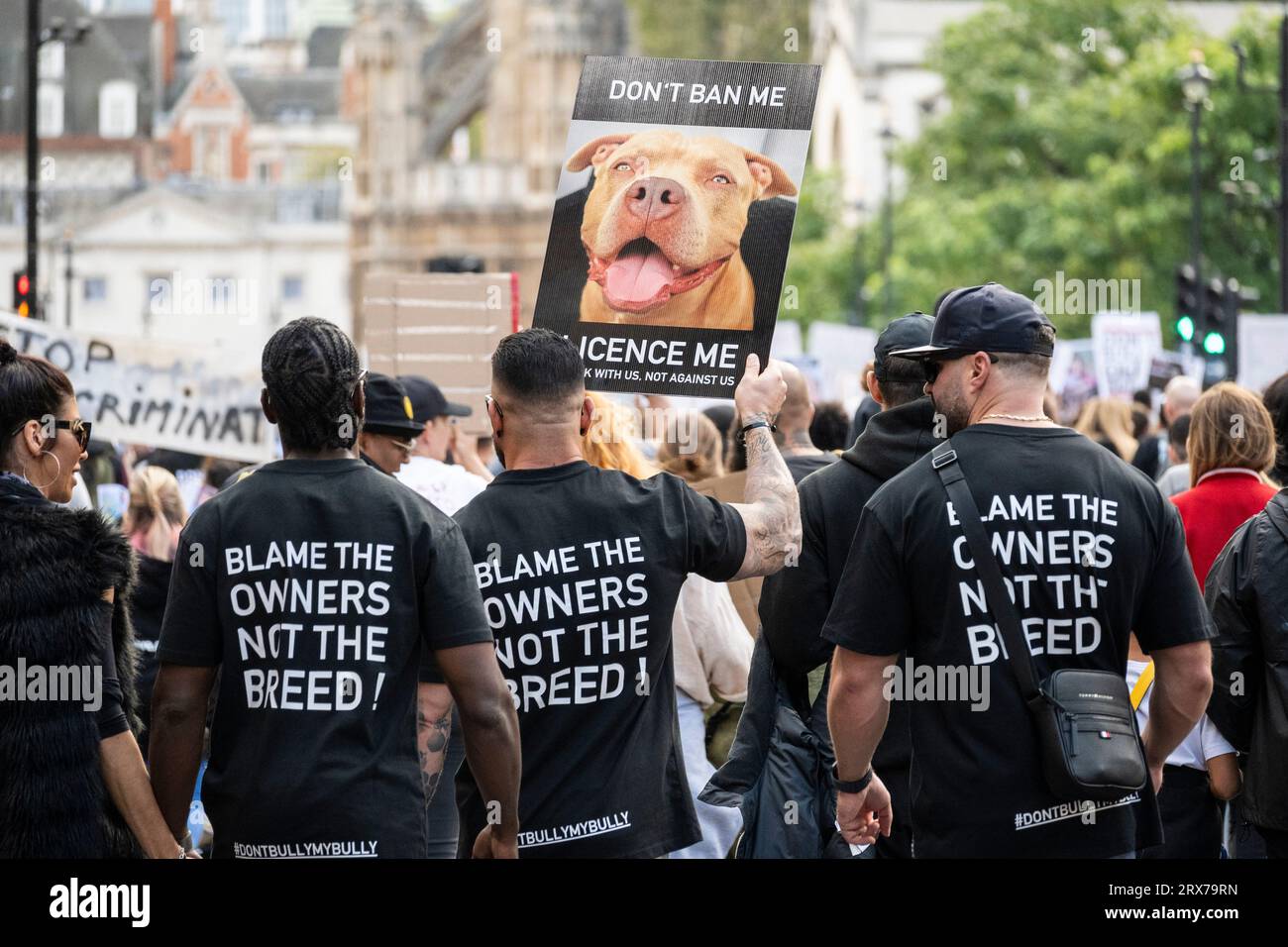 Xl bully hi-res stock photography and images - Alamy