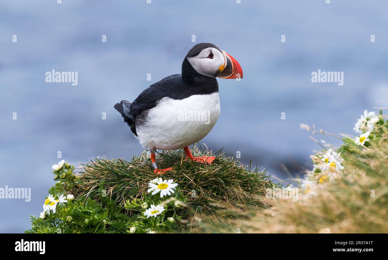 Cute Puffin surrounded by white flowers with the sea in the background ...