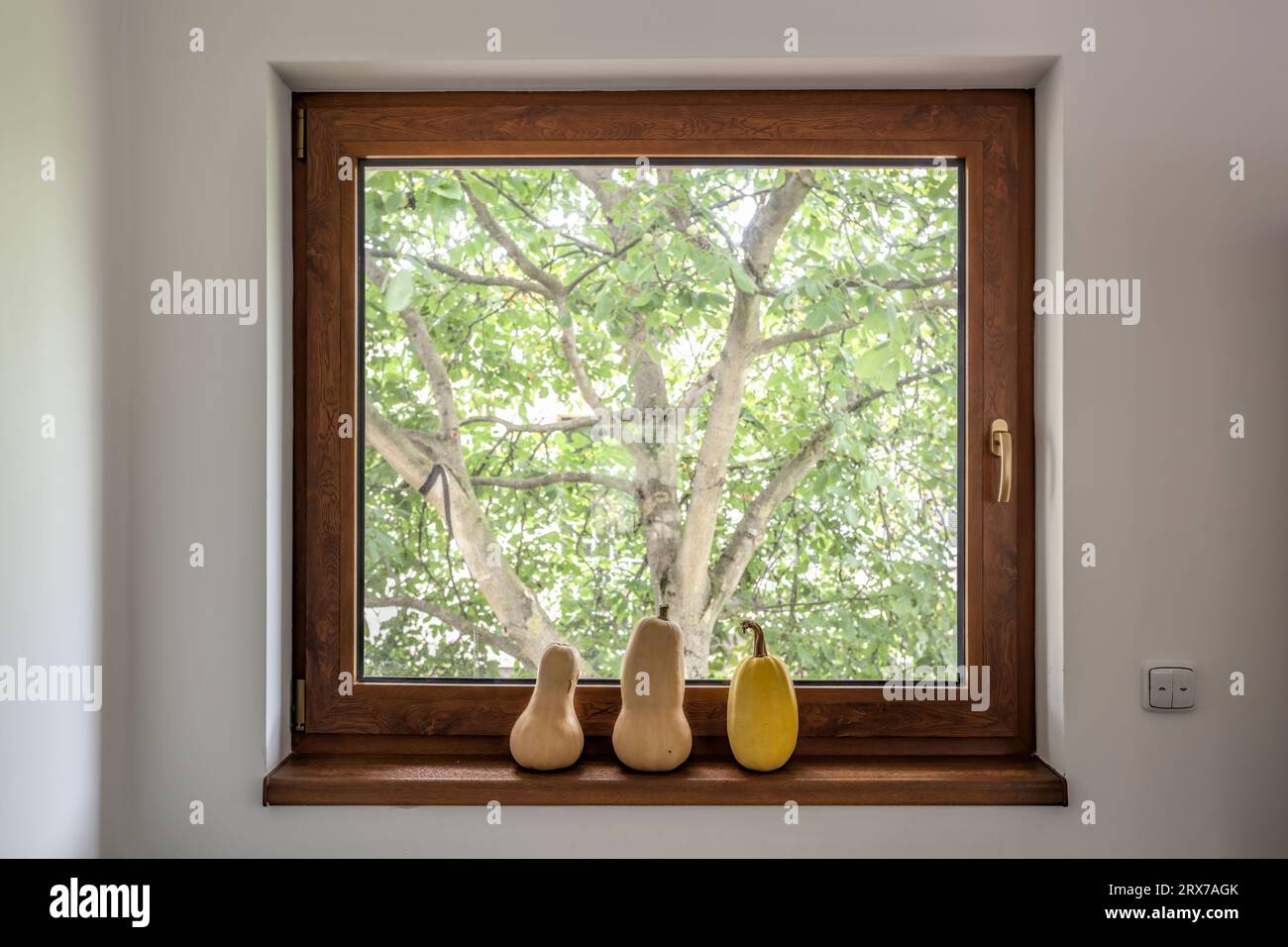 Series of pumpkins on window sill against tree Stock Photo - Alamy