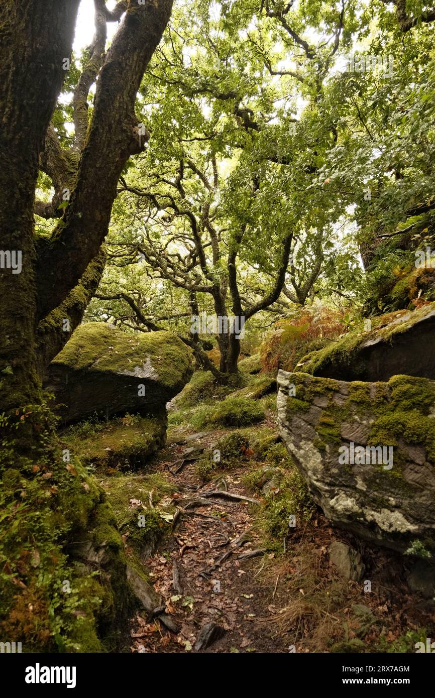 Temperate rainforest uk hi-res stock photography and images - Alamy