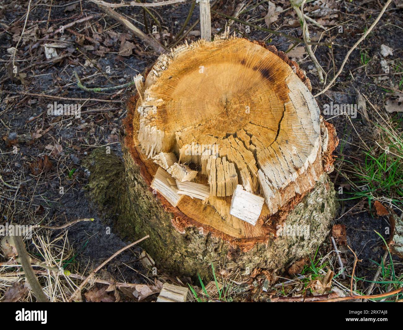 Forest floor tree stump rings hi-res stock photography and images - Alamy