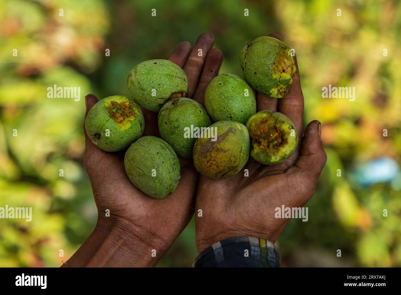 Srinagar, India. 23rd Sep, 2023. A Kashmiri farmer shows freshly ...