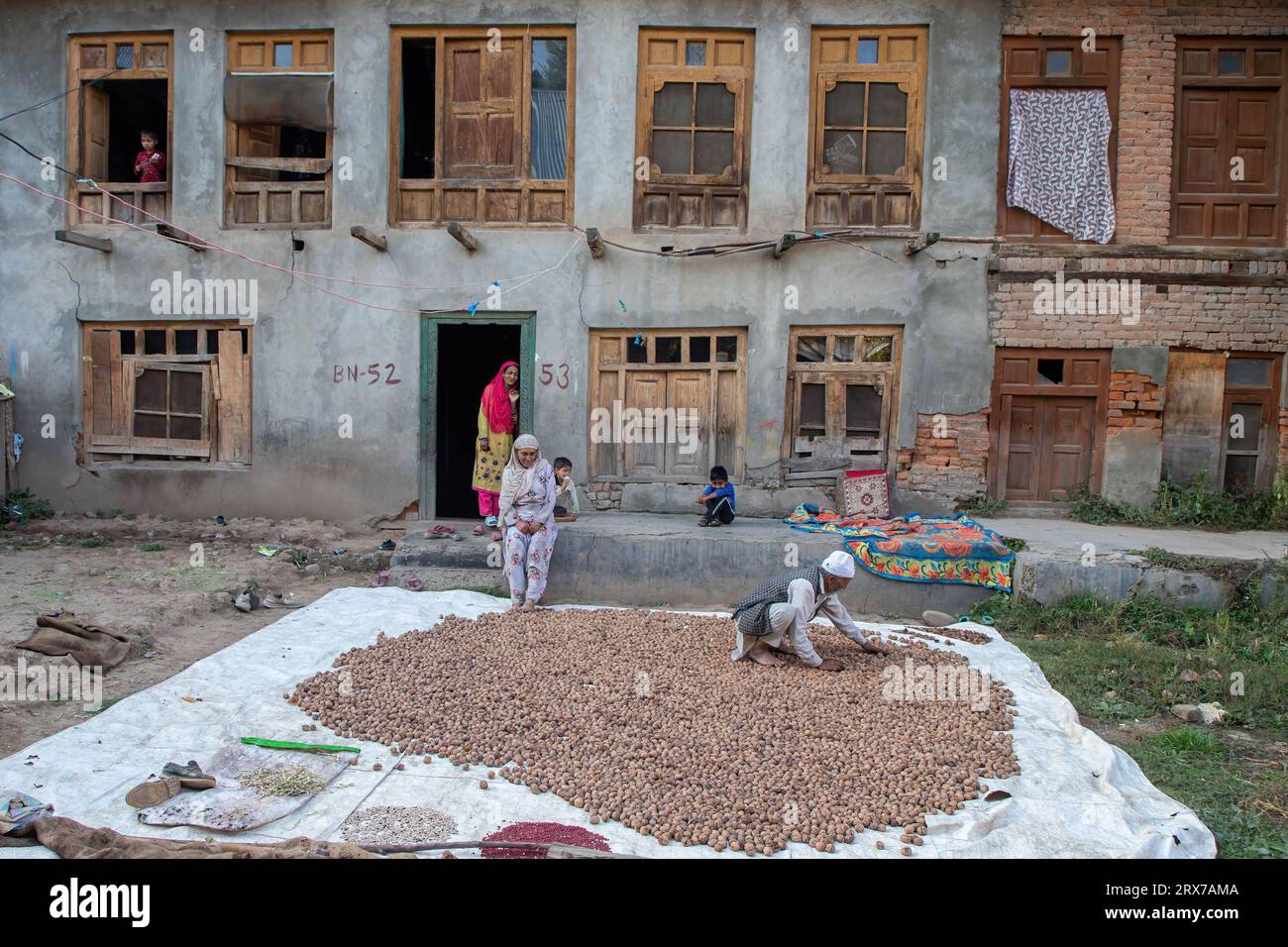 Srinagar, India. 23rd Sep, 2023. A Kashmiri farmer dries walnuts in ...