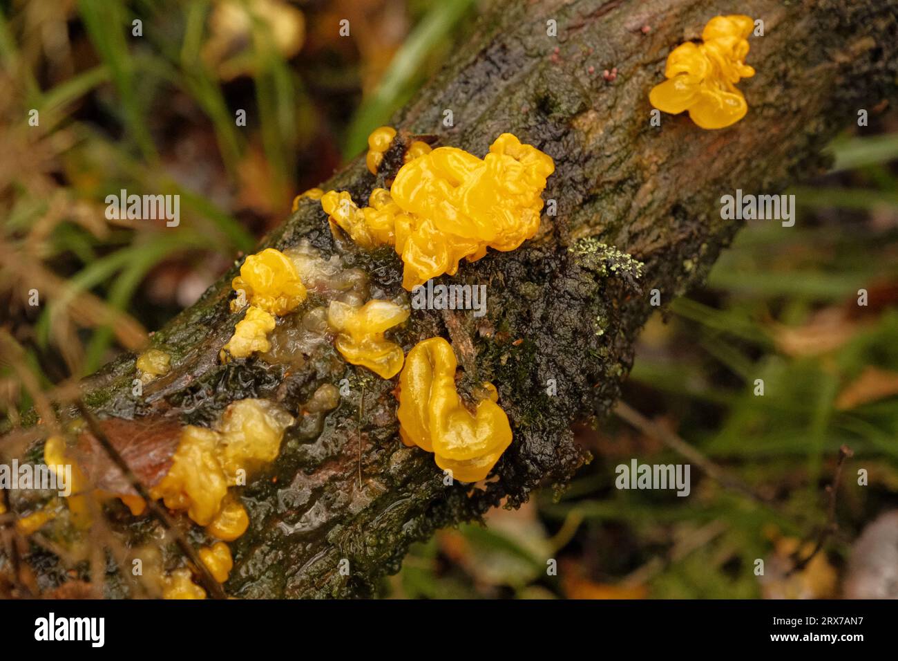 Witch's butter fungus Stock Photo - Alamy