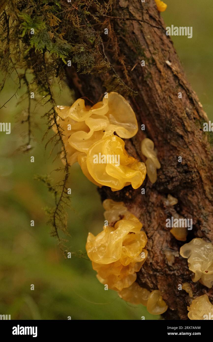 Witch's butter fungus Stock Photo - Alamy