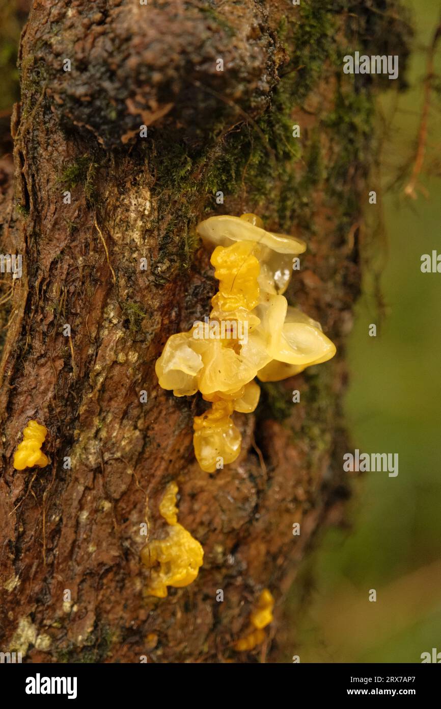 Witches butter fungus hi-res stock photography and images - Alamy