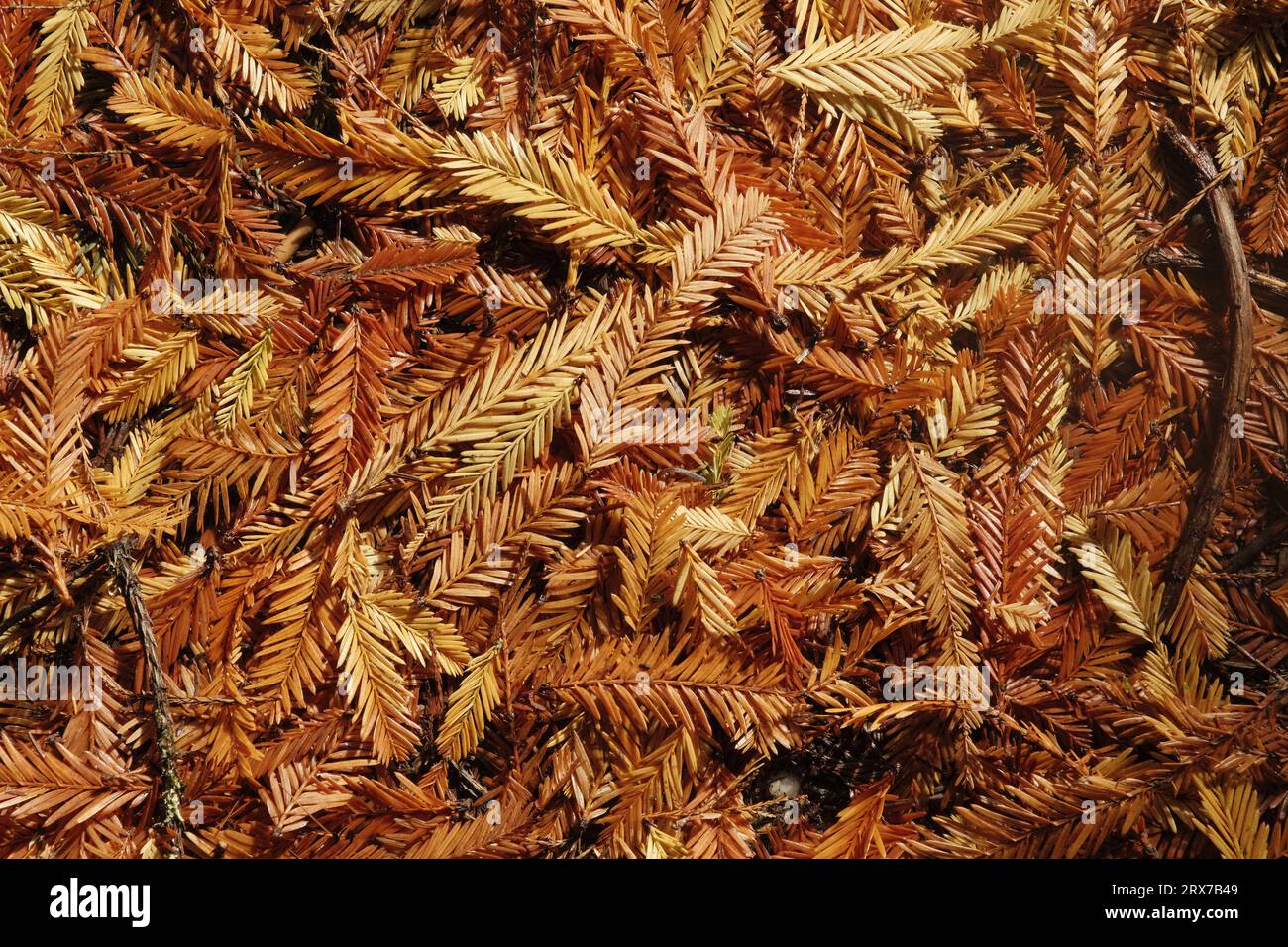Dead conifer hi-res stock photography and images - Alamy