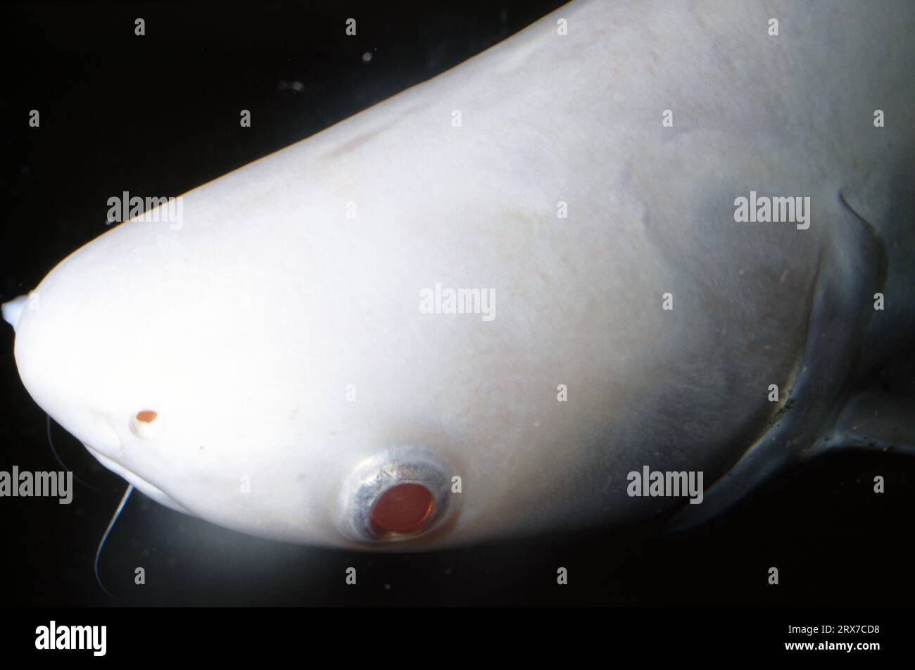 Albino Iridescent Shark